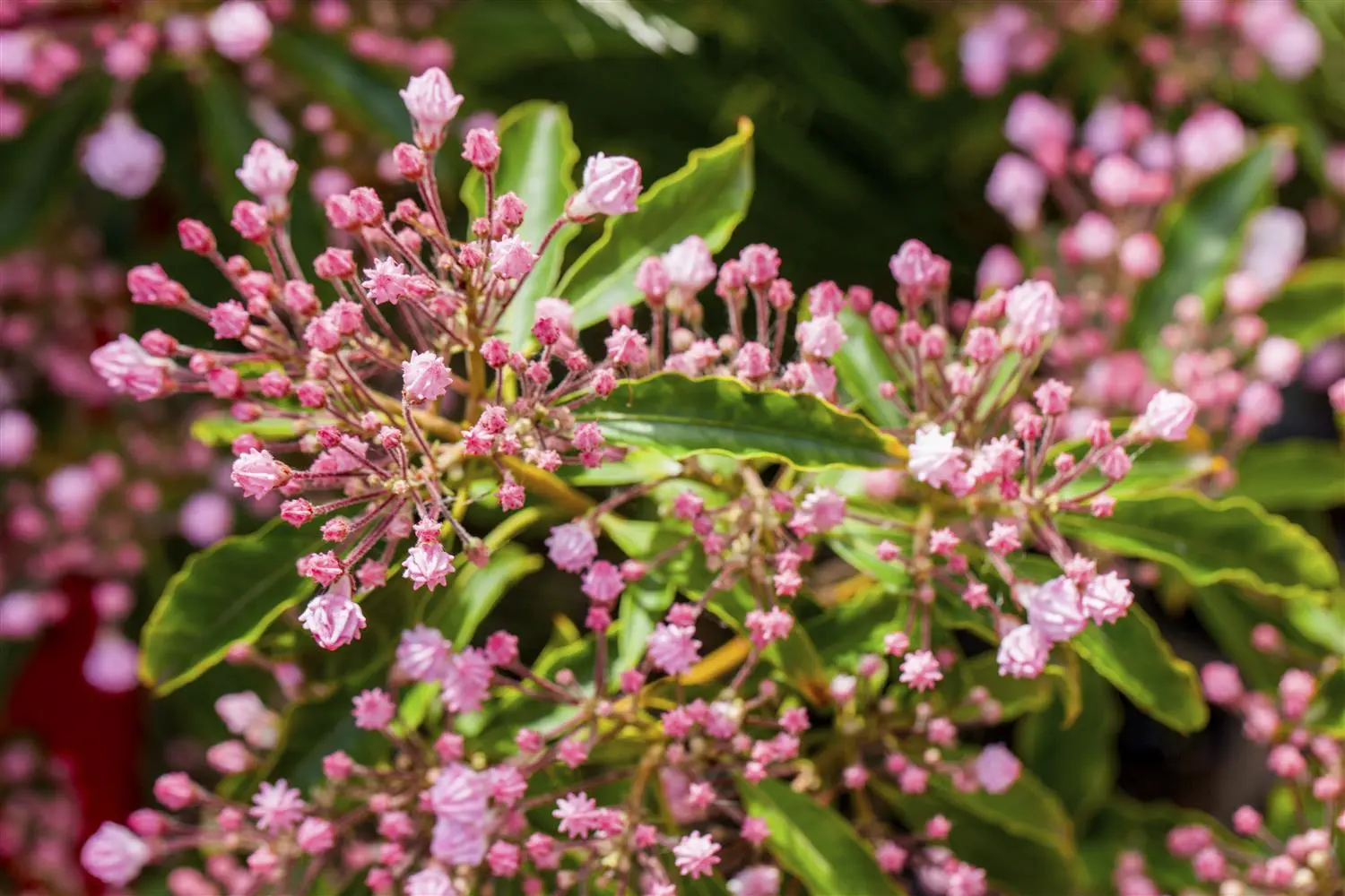 Kalmia latifolia - 20-25 CM C3