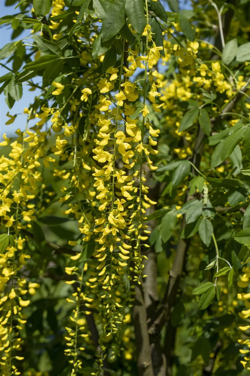 Laburnum alpinum 'Pendulum' - 90 CM STEM 7.5 L