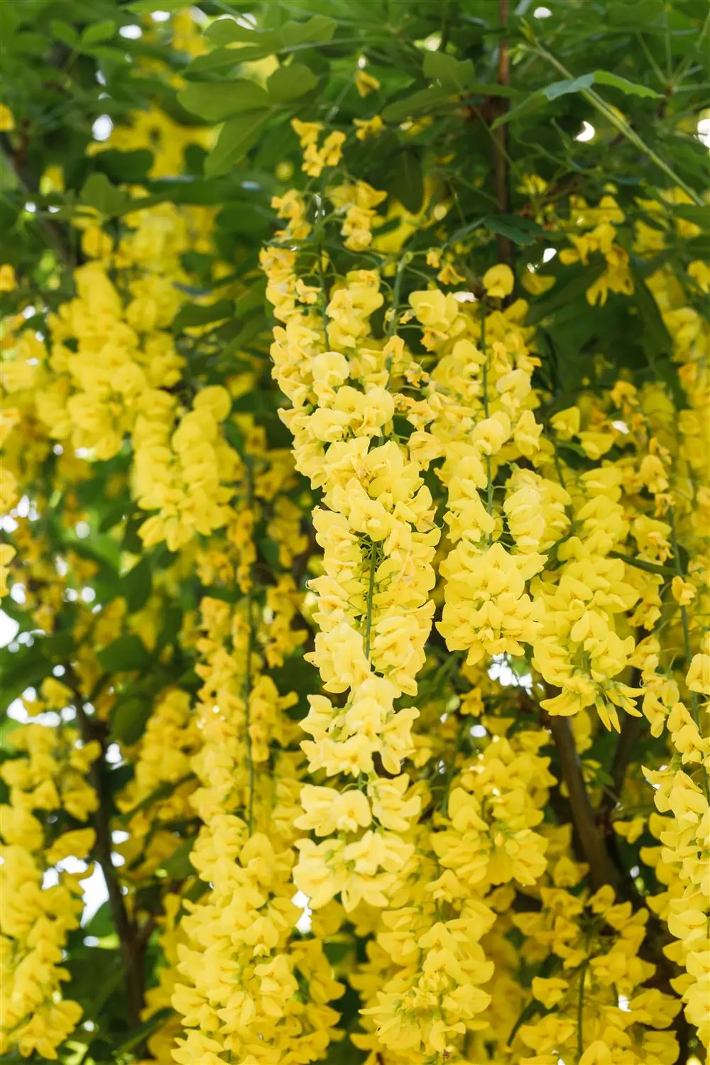 Laburnum wat. 'Vossii' - STAM 180 CM, OMTREK 4-6 CM C15