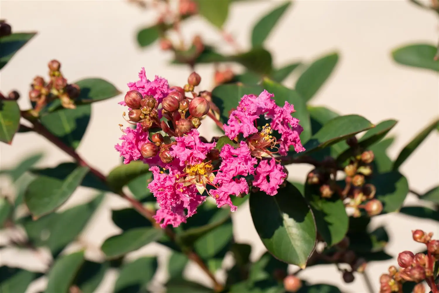 Lagerstroemia ind. 'Rose Fuchsia' - 175-200 CM C20