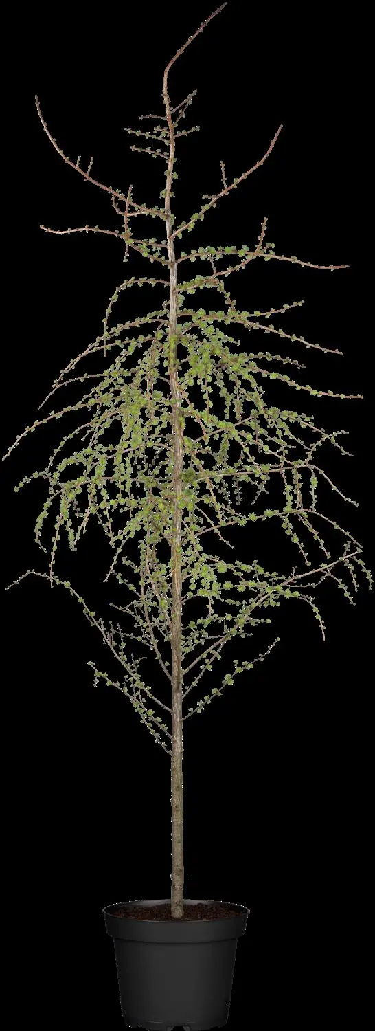 Larix kaempferi - 175-200 CM C90