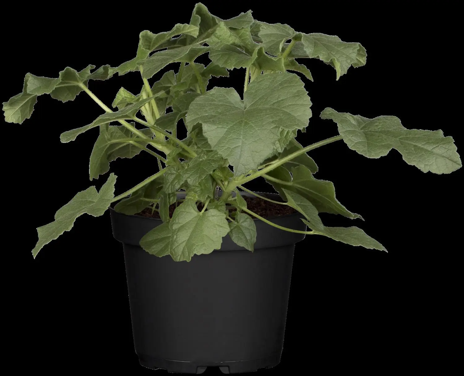 Lavatera 'Blue Bird' - 3 Ltr pot