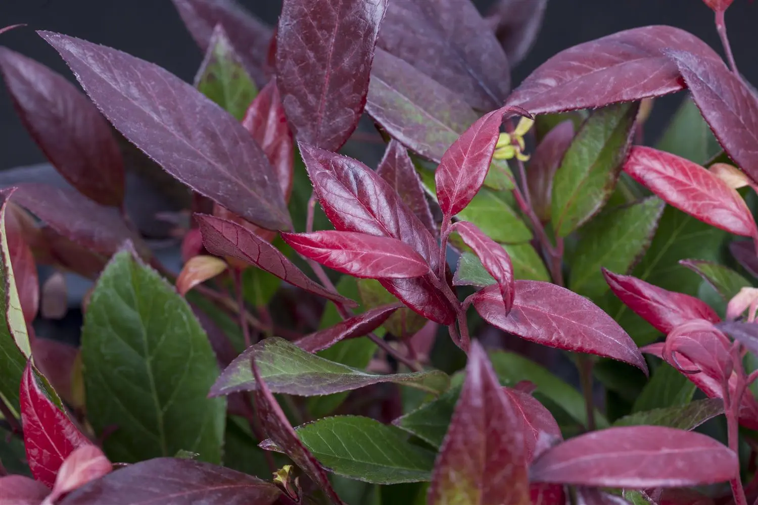 Leucothoe fon. 'Little Flames'? - 2 Ltr pot