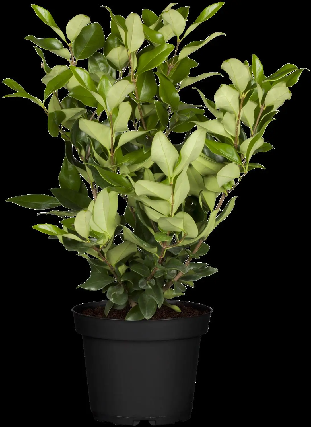 Ligustrum lucidum 'Green Screen' - 60-80 CM C3