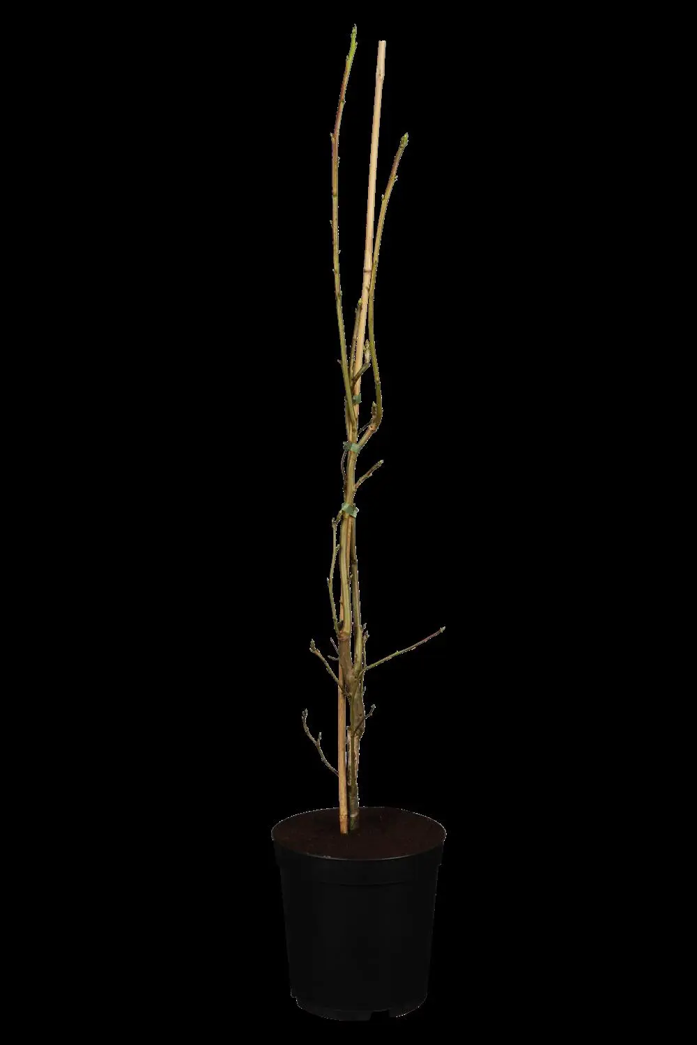 Liquidambar st. 'Slender Silhouette' - 80-100 CM C2 WHIP