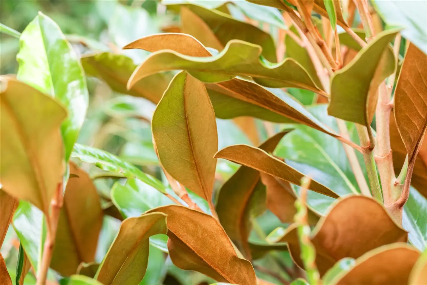 Magnolia grandiflora 'Kay Parris' - 60-80 CM C12