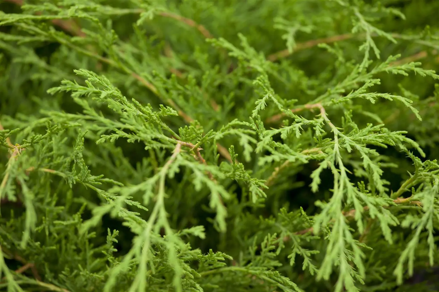 Microbiota decussata - 25-30 CM C2