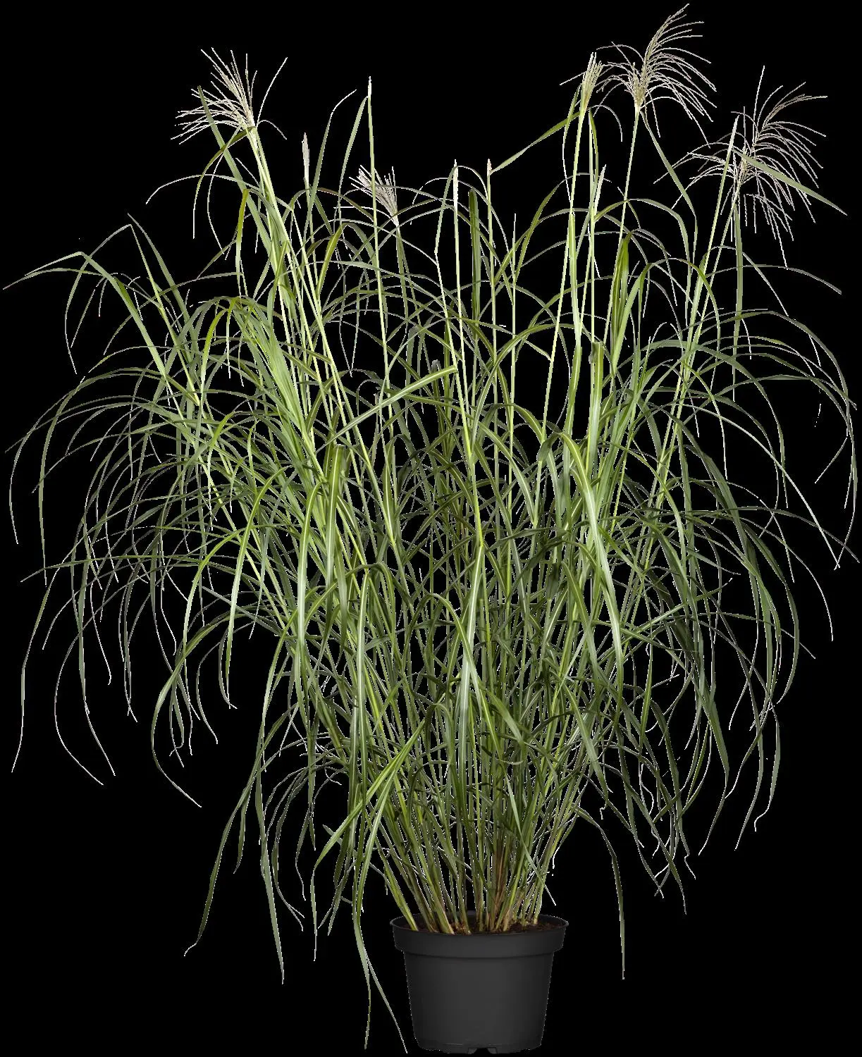 Miscanthus sin. 'Silver Cloud' (Silberwolke) - 5 Ltr pot