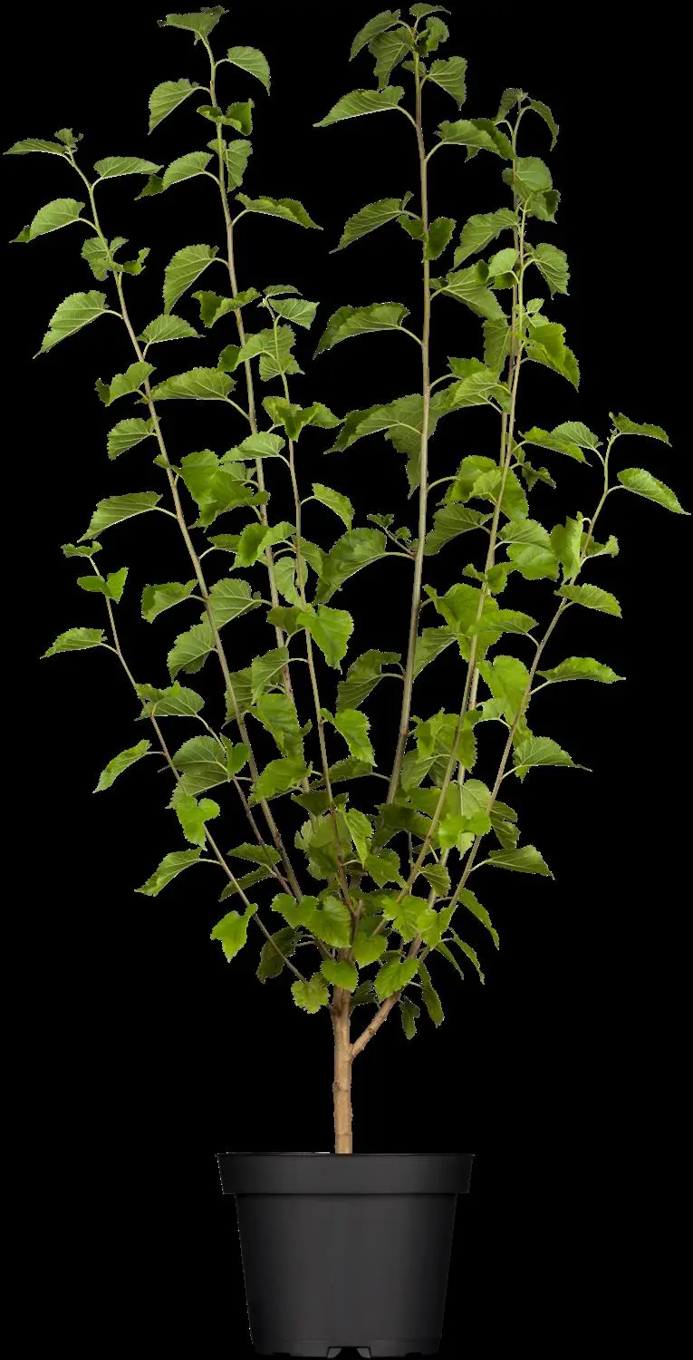 Morus nigra - STDS 10-12 CM RB