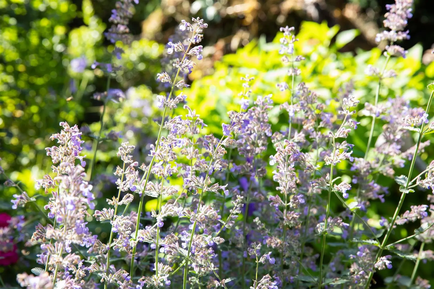 Nepeta grand. 'Dawn to Dusk' - P11
