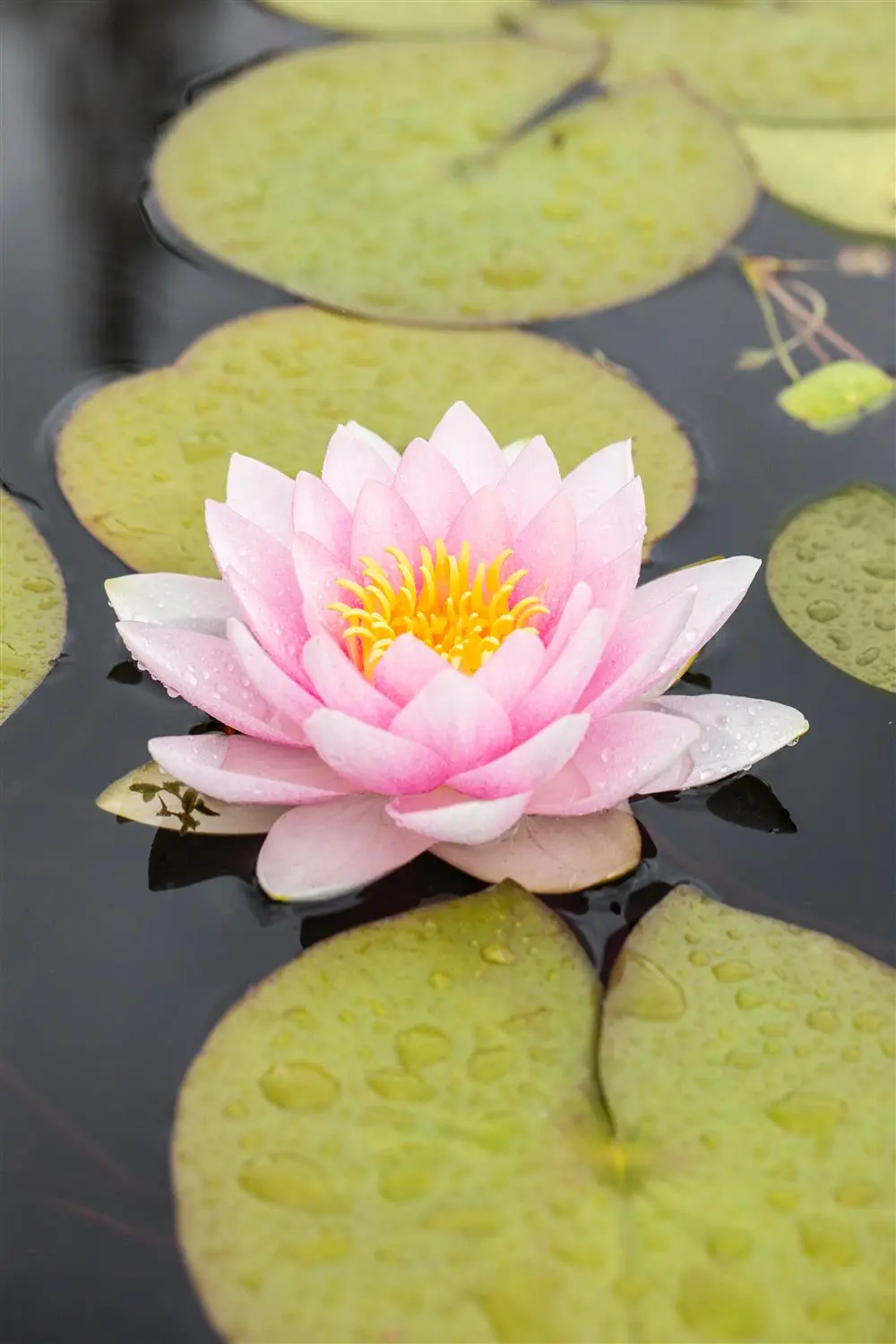 Nymphaea 'Hollandia' - P11