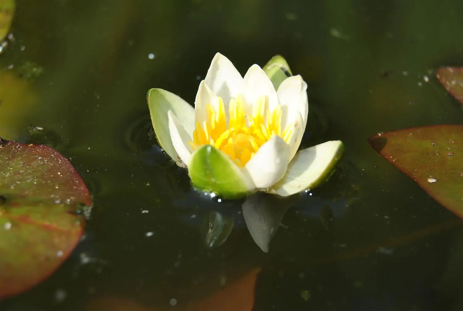 Nymphaea tetragona - P11