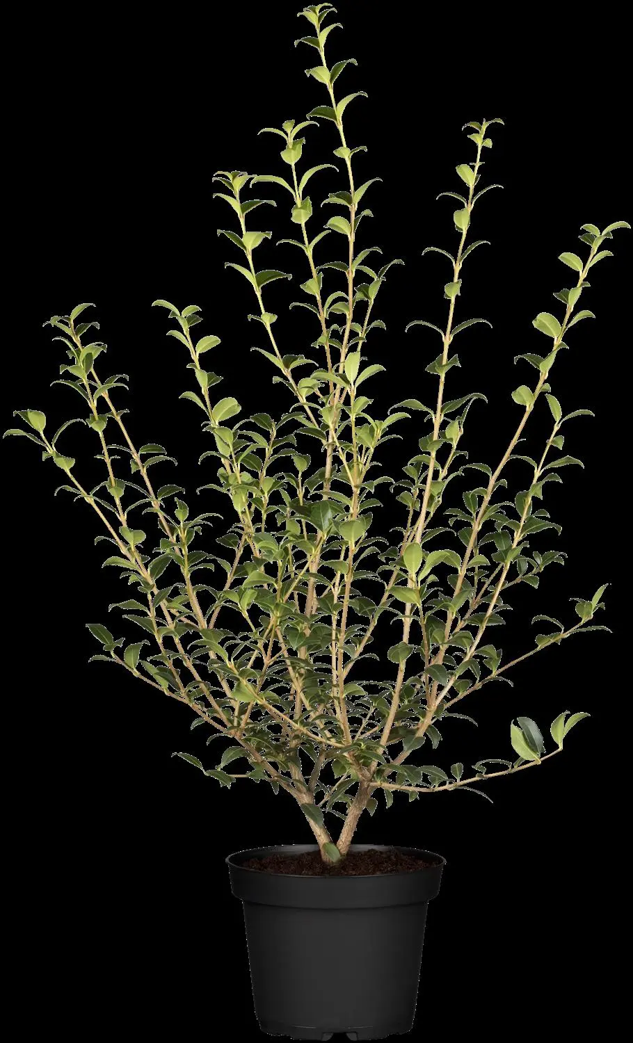 Osmanthus burkwoodii - 30-40 CM C3