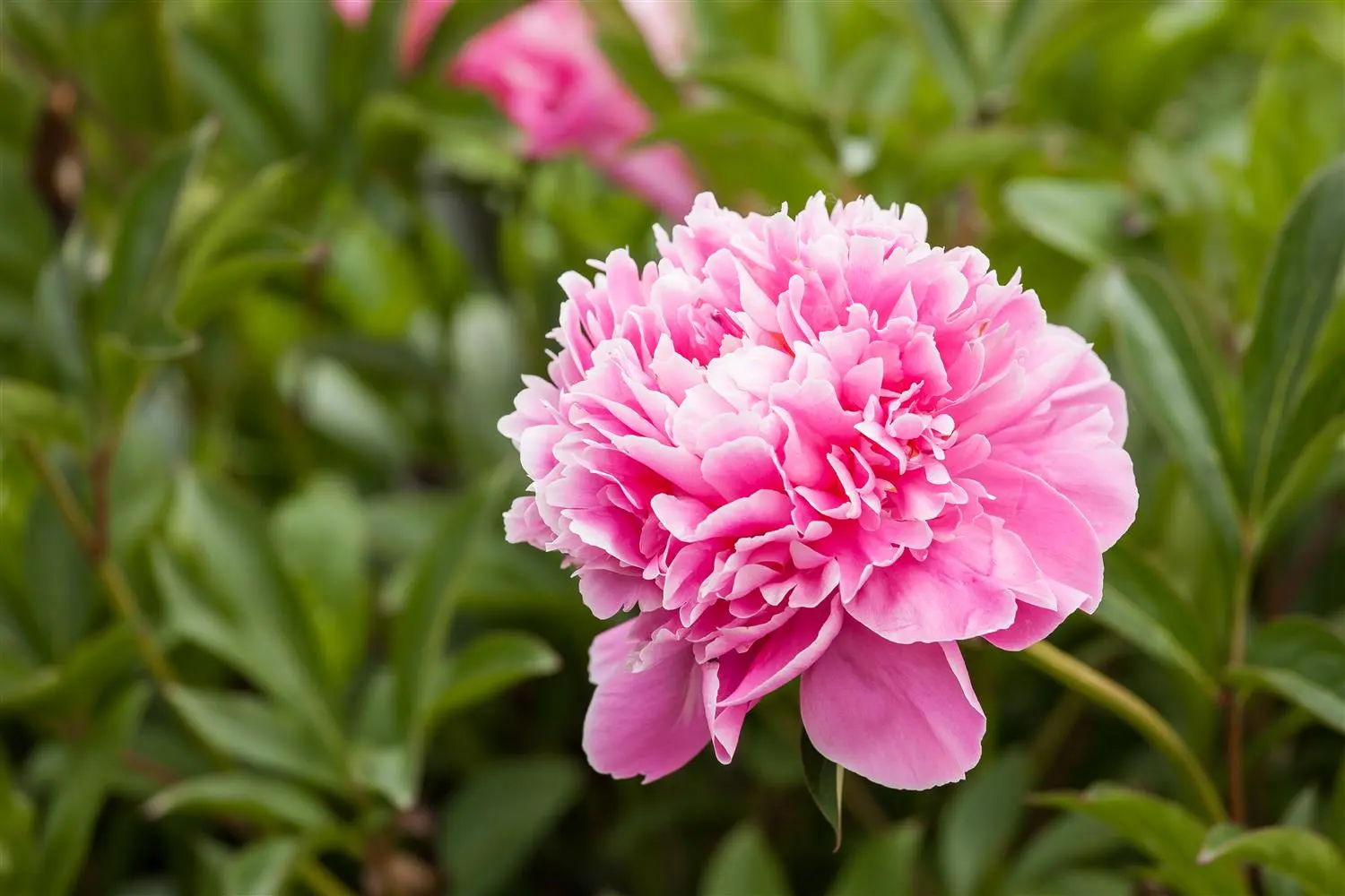 Paeonia (LD) 'Edulis Superba' - P11