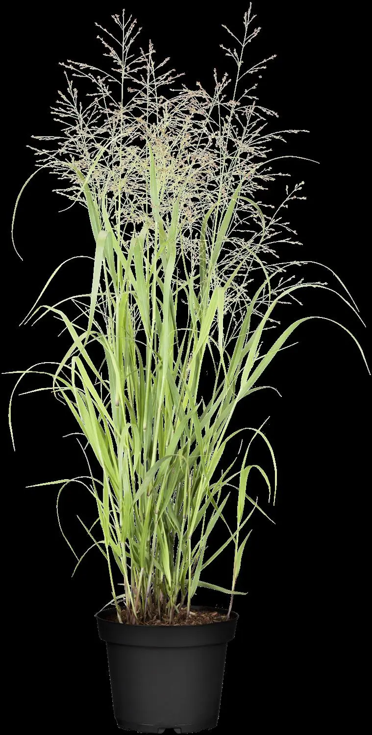 Panicum virg. 'Heavy Metal' - 3 Ltr pot