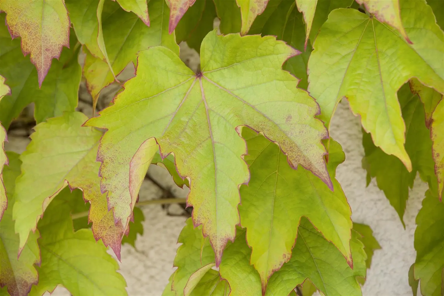 Parthenocissus tricus. 'Green Spring' - 80-100 CM C2
