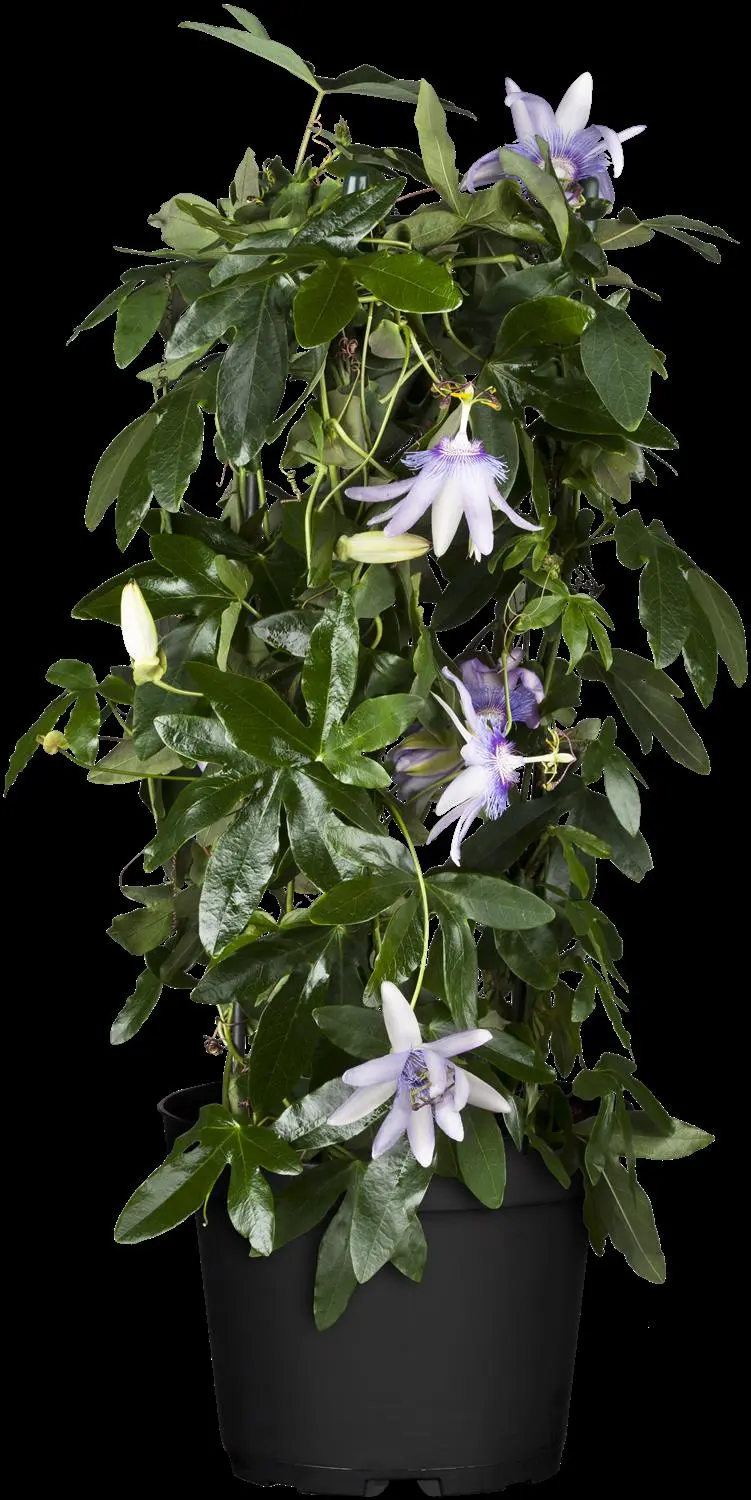 Passiflora 'Snow Queen'? - 2 Ltr, 4 canes
