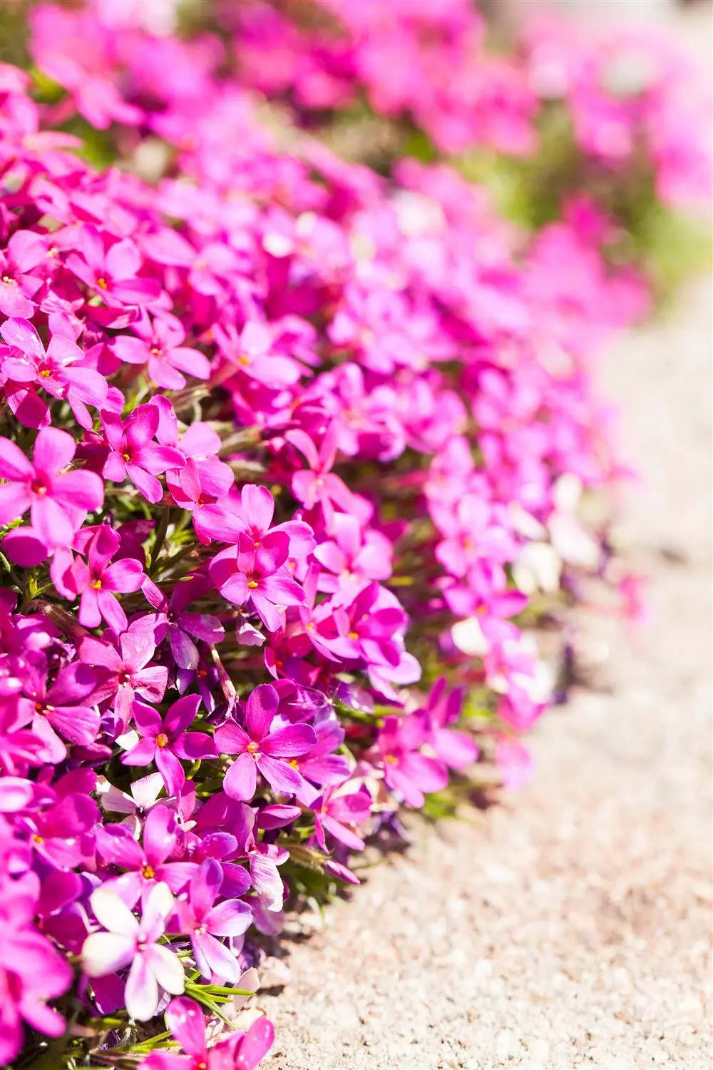 Phlox (D) 'Red Admiral' - P9