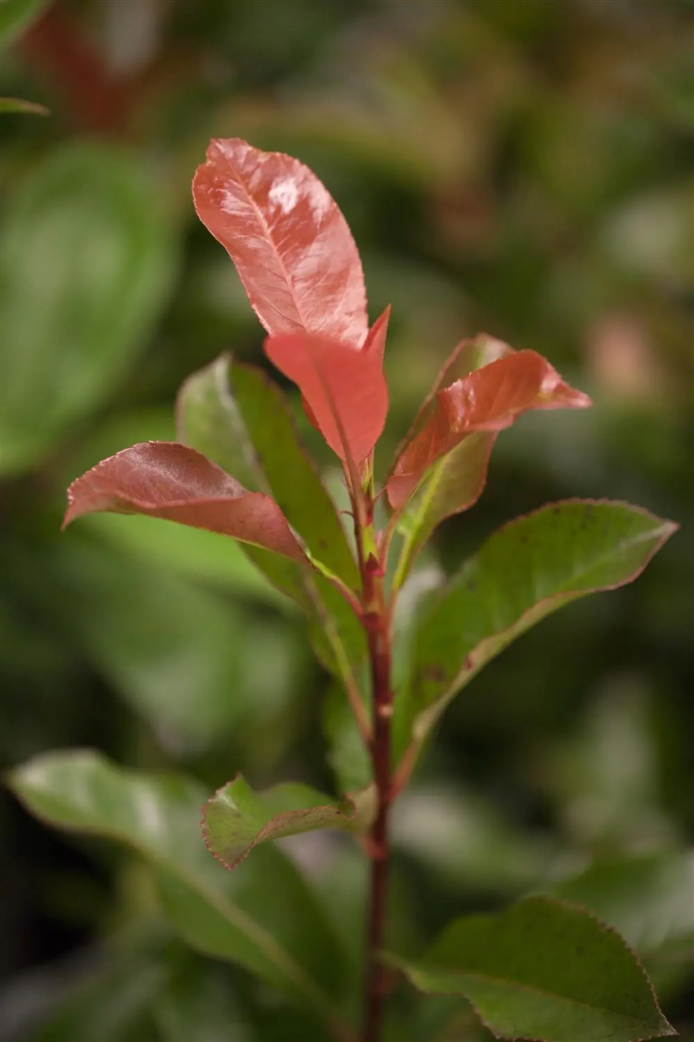 Photinia fras. 'Robusta Compacta' - 90 CM STEM C15