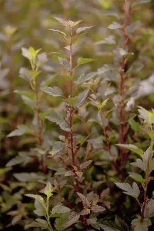 Physocarpus opulif. 'Little Devil'? - 40-50 CM C3