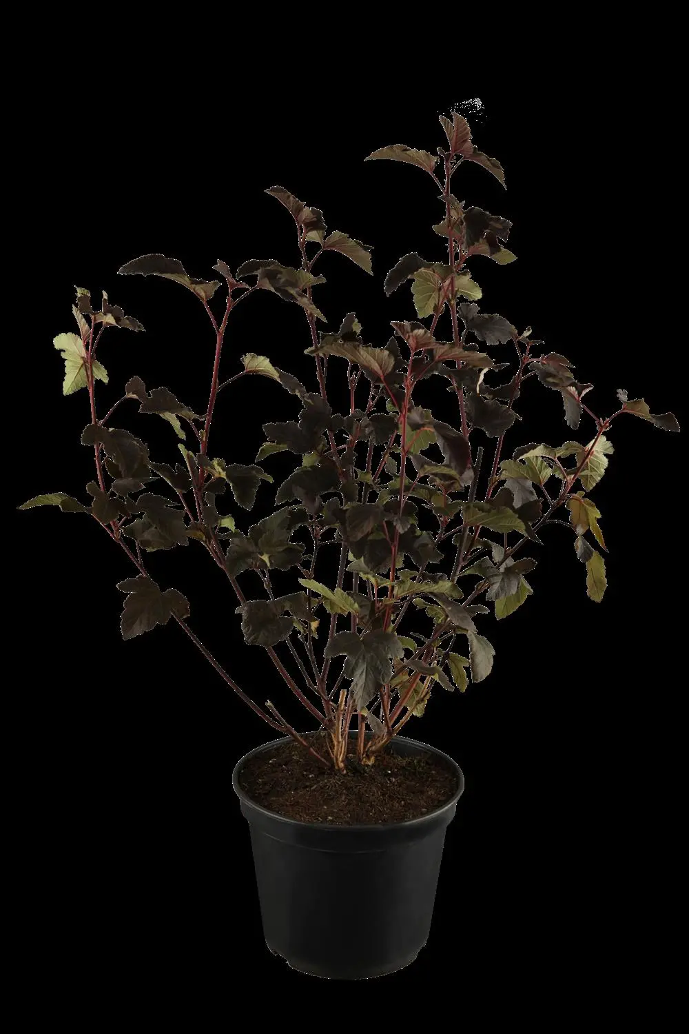 Physocarpus opulif. 'Spicy Devil' - 60-80 CM C10