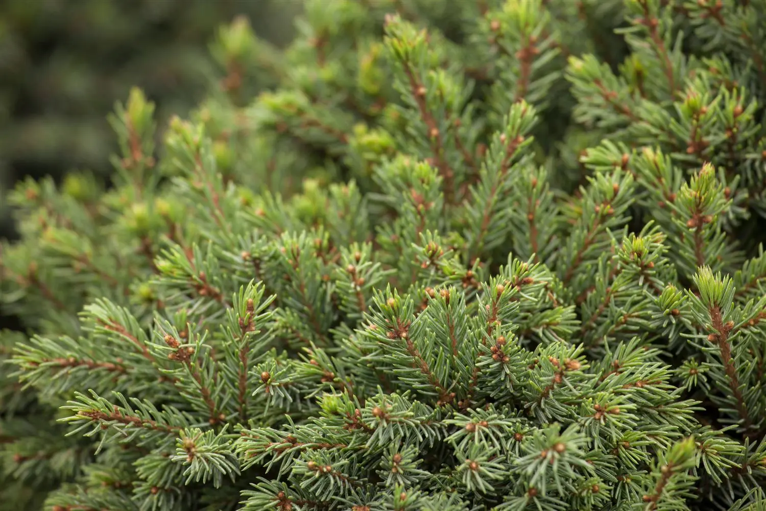 Picea glauca 'Echiniformis' - 2 Ltr pot
