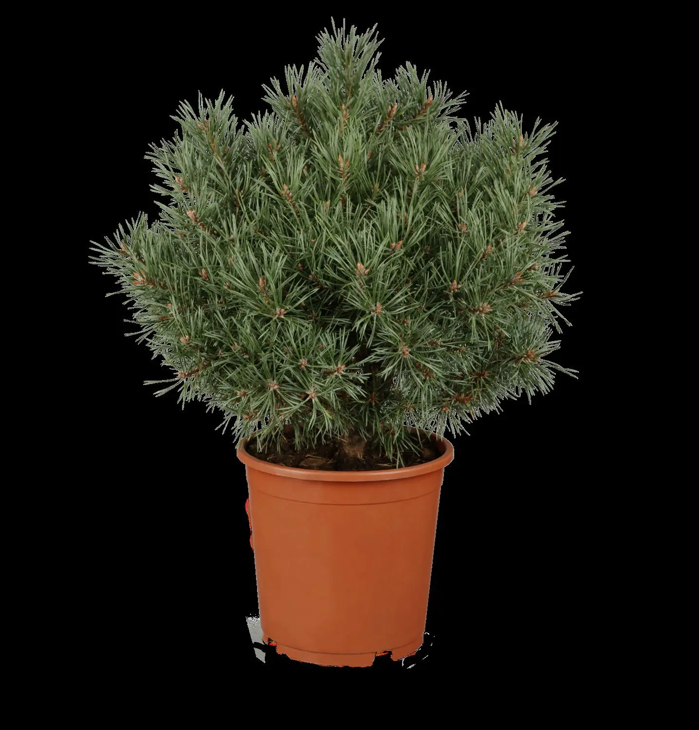 Pinus mugo - 50-60 CM C10