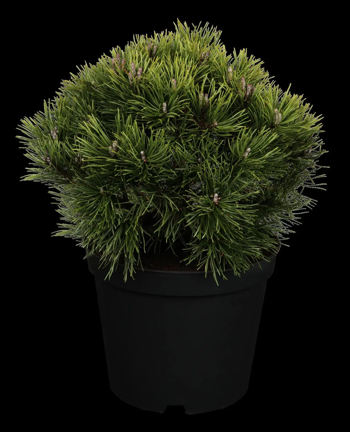 Pinus mugo 'Mops' - 70 CM STEM C15