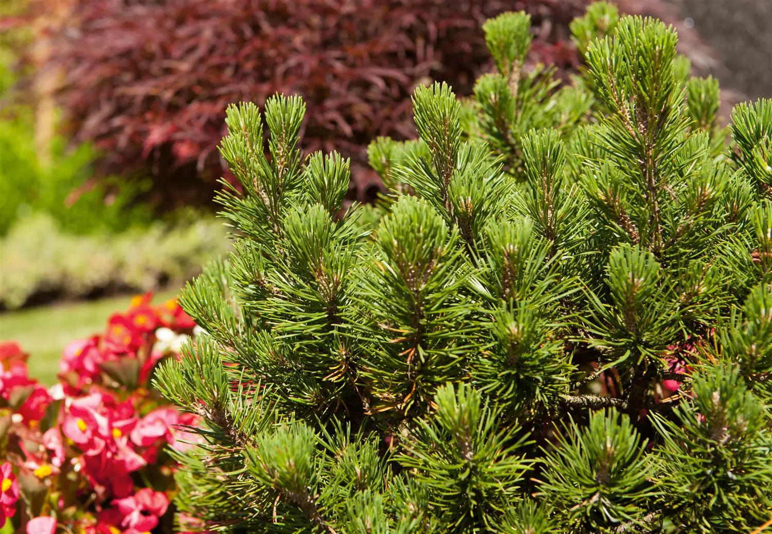 Pinus mugo 'Mops' - 20-25 CM C4