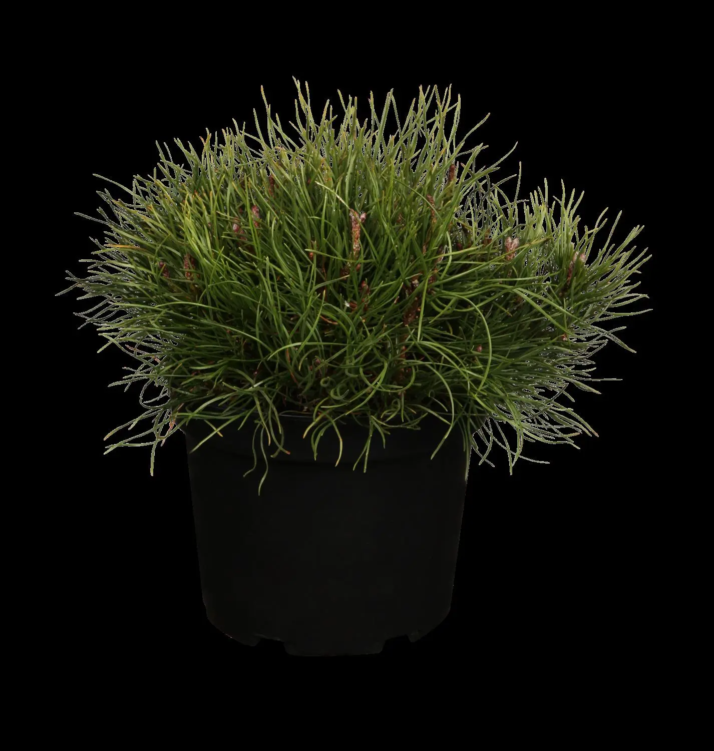 Pinus mugo pumilio - 50-60 CM C15