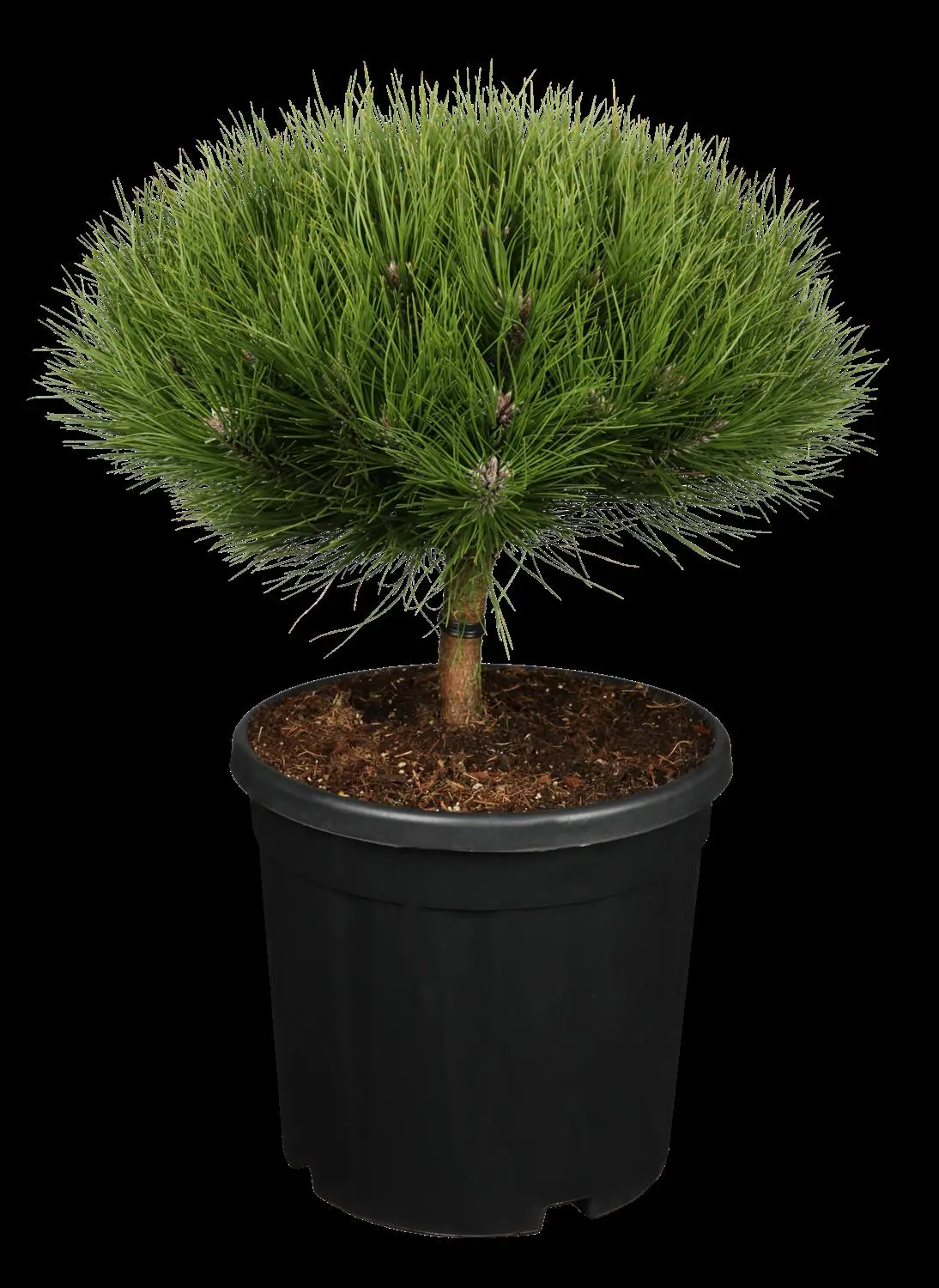 Pinus nigra 'Marie Bregeon' - 70 CM STEM C7.5
