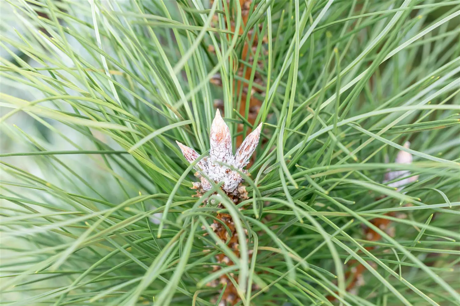 Pinus nigra 'Pyramidalis' - 60-80 CM C12