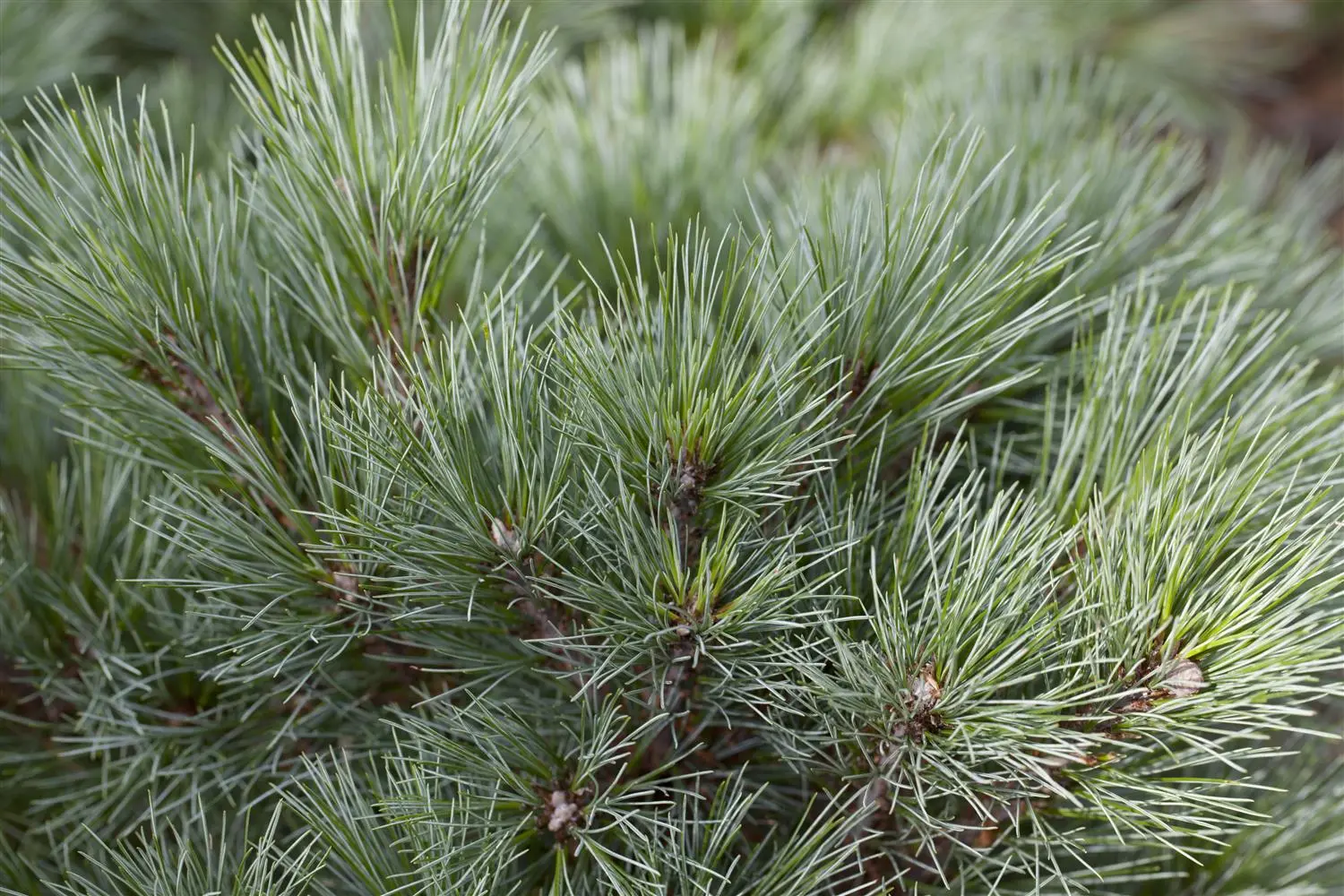 Pinus strobus 'Blue Shag' - 30-40 CM C10