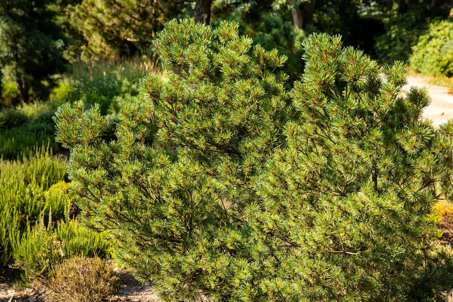 Pinus strobus 'Kr?ger's Liliput' - 60-70 CM C45