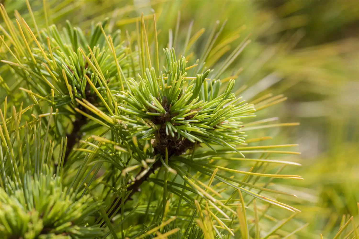 Pinus strobus 'Minima' - 30-40 CM C10