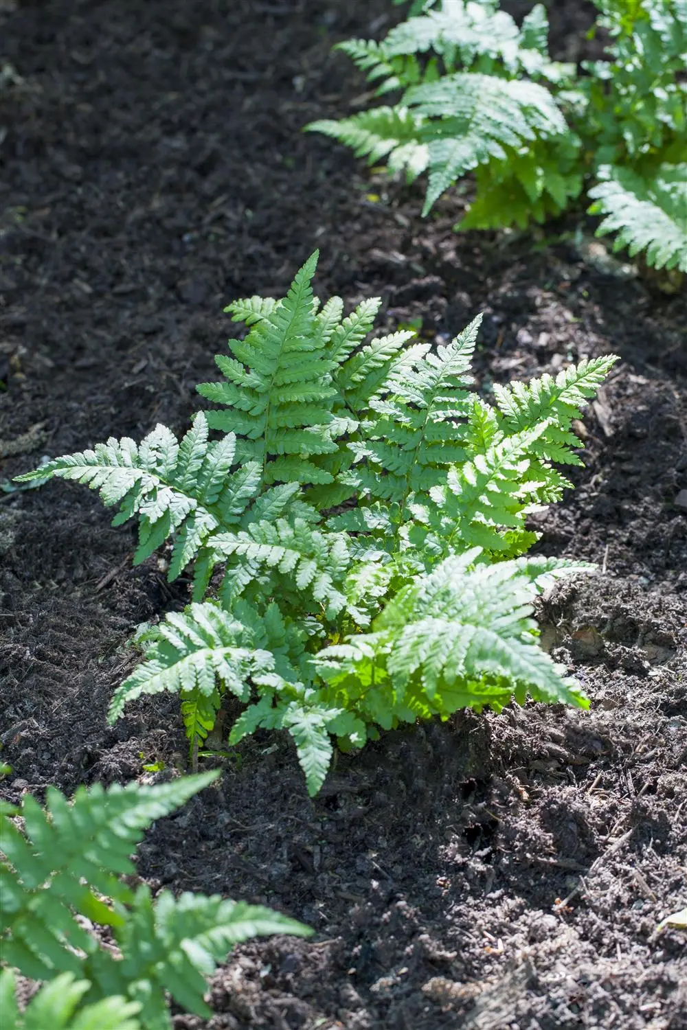 Polypodium vulgare - P9