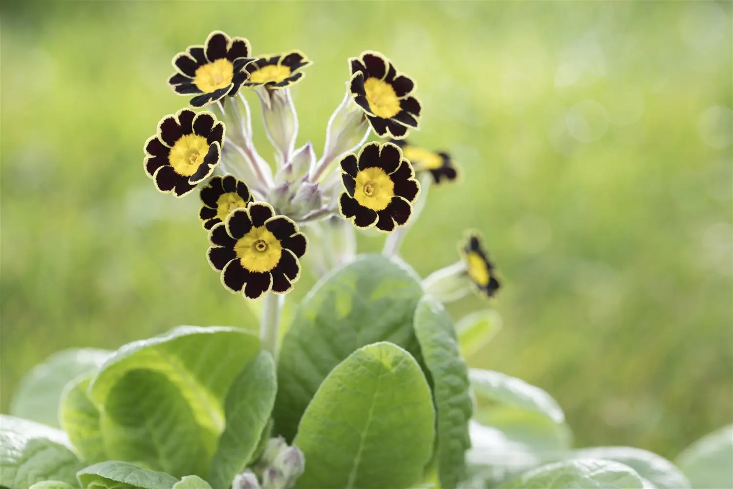 Primula rosea 'Grandiflora' - P9