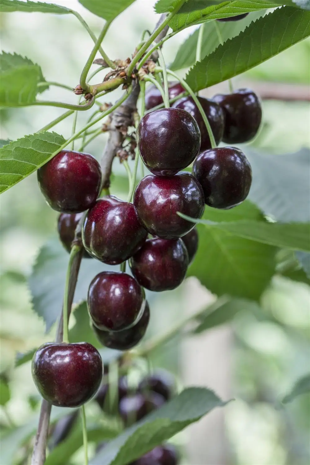 Prunus avium 'Regina' - 7L pot/2 yr bush