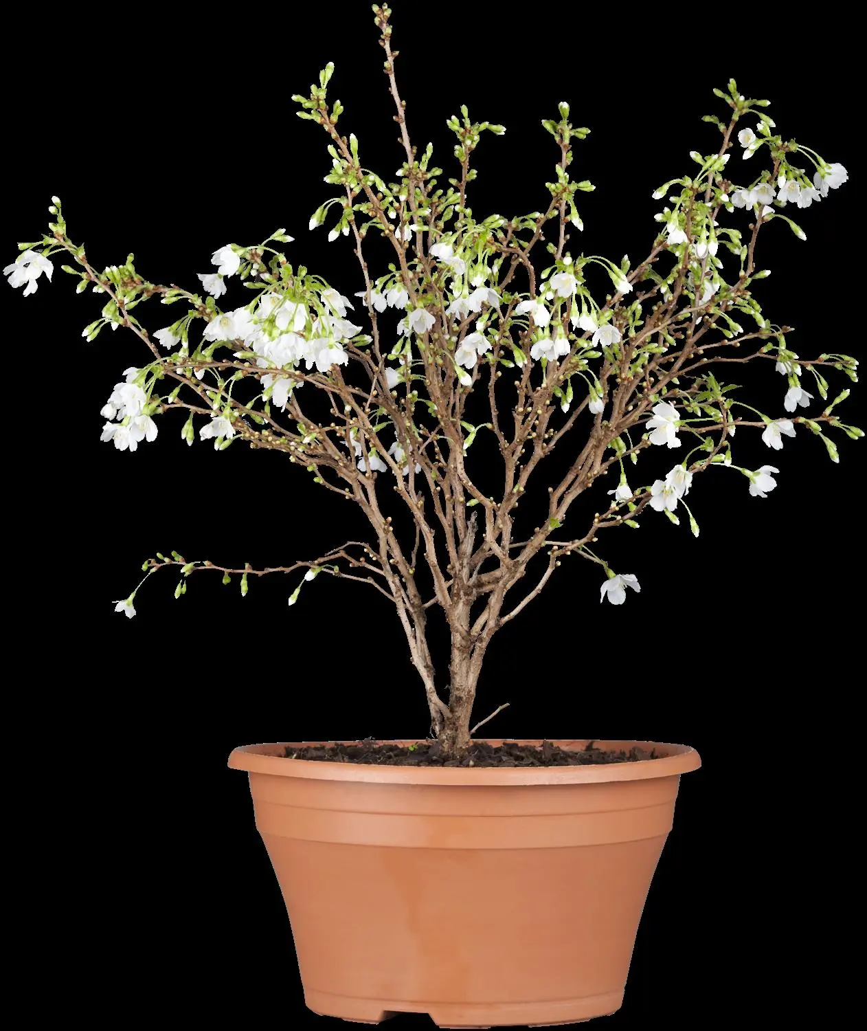 Prunus incisa 'Compacta' - 175-200 CM C15