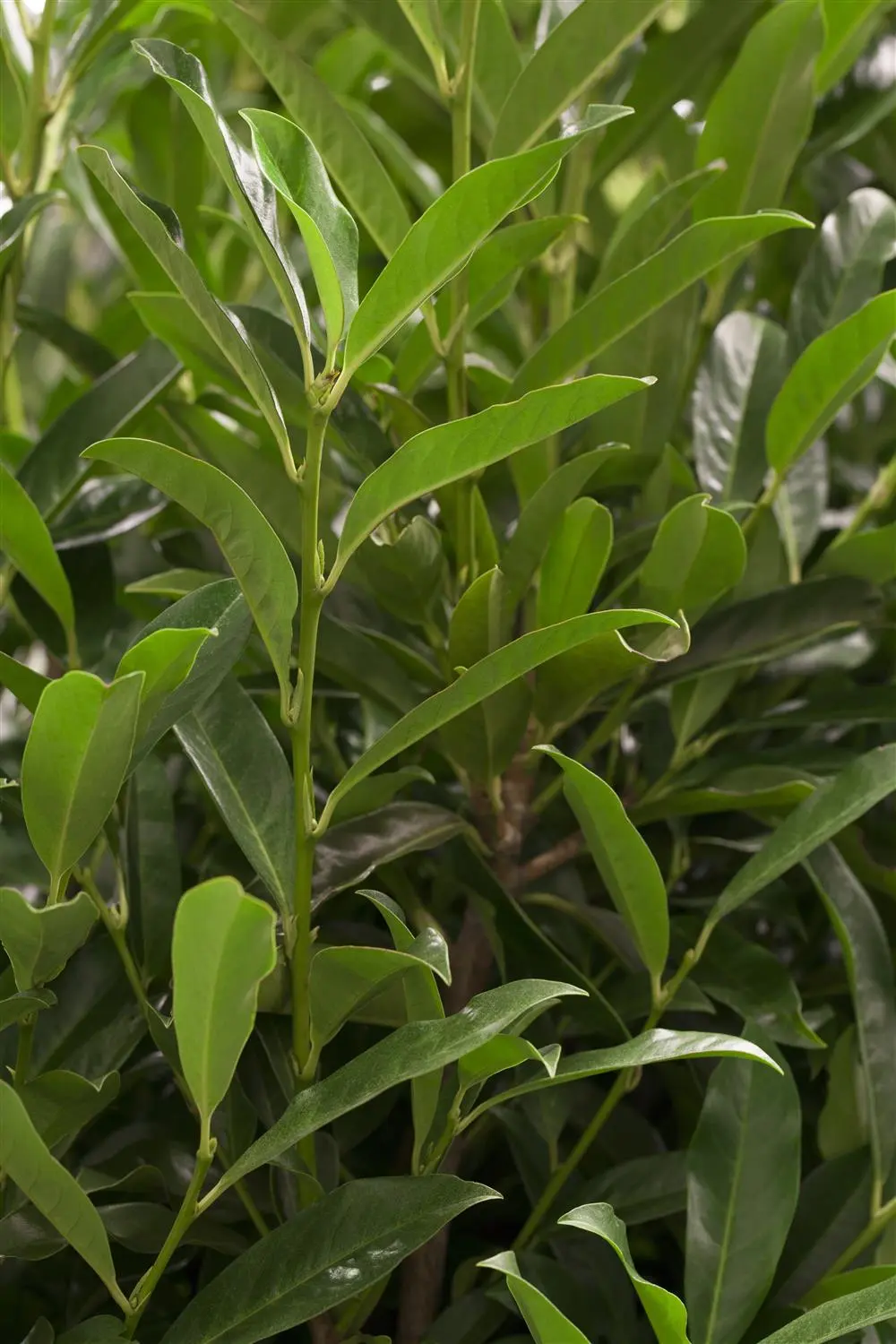 Prunus laur. 'Reynvaanii' - 50-60 CM C5