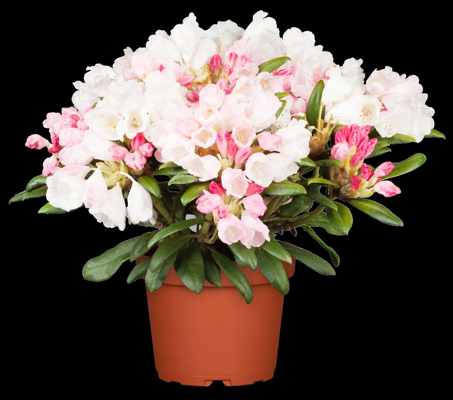 RHODO Y DREAMLAND 3L
