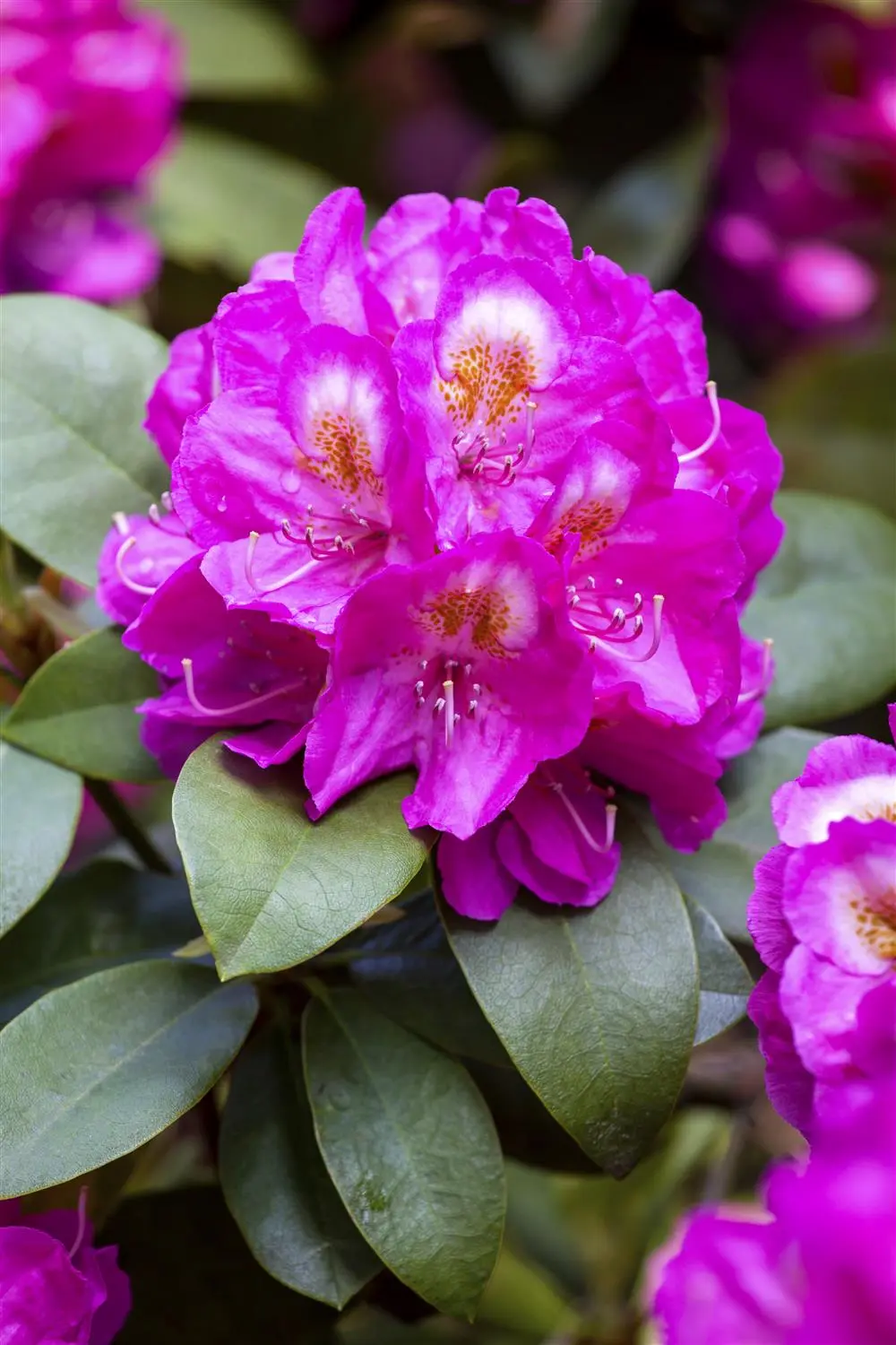 Rhododendron 'Kate Waterer' - 60-80 CM C20