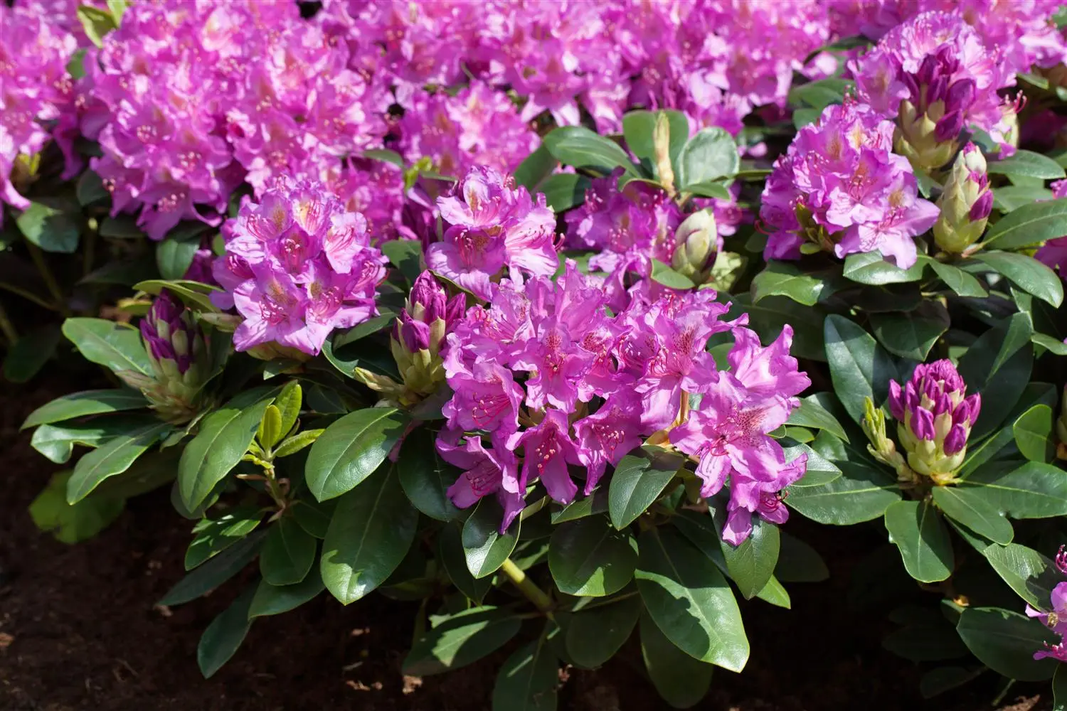 Rhododendron 'Markeeta's Prize' - 40-50 CM C10