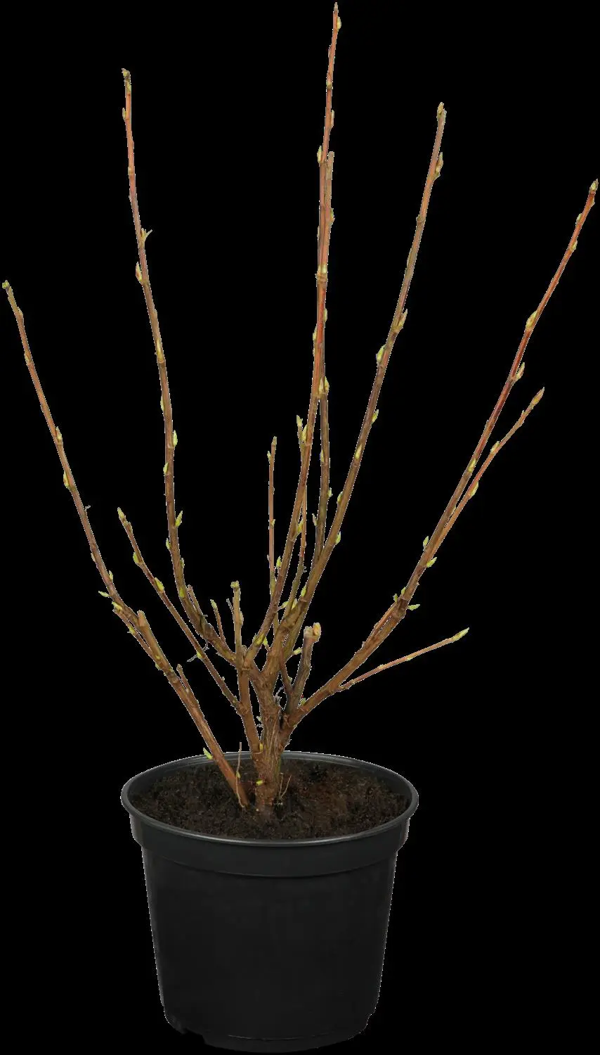 Ribes sang. 'King Edward VII' - 80-100 CM C4