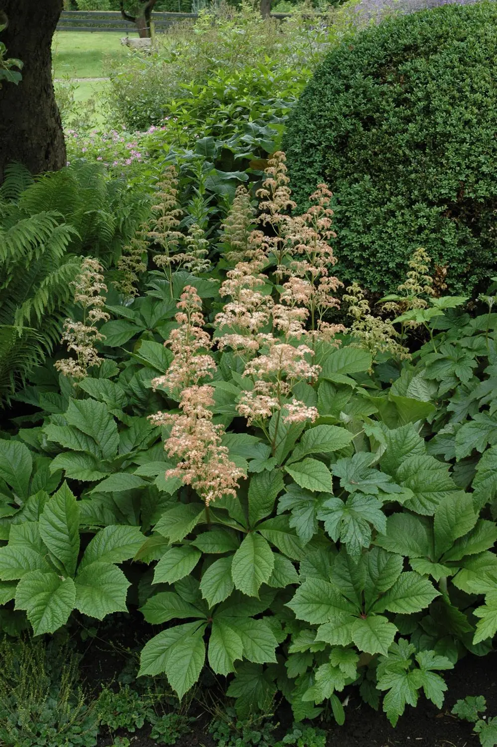 Rodgersia aesculifolia - 1.5 Ltr pot