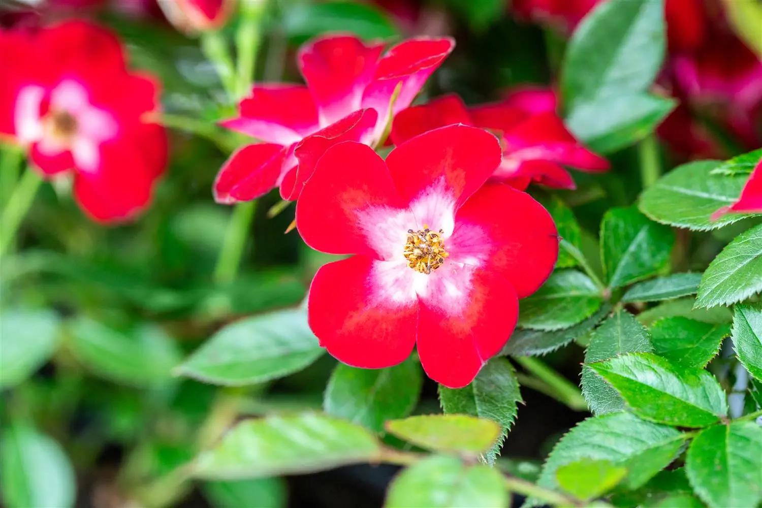 Rosa 'Everglow Ruby' - BUSH, bare root