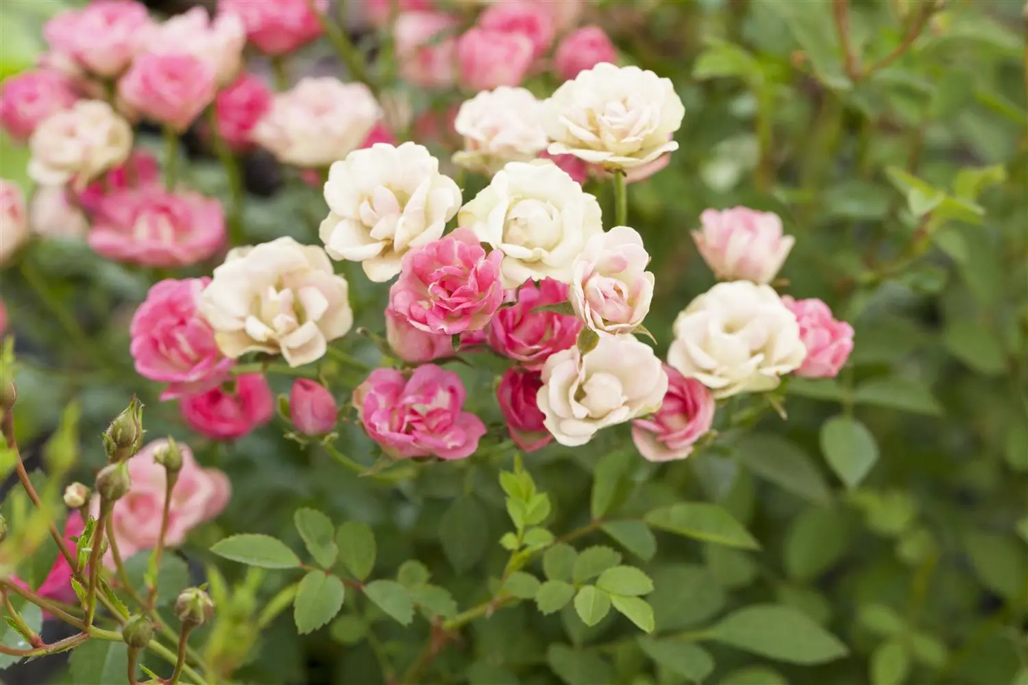 Rosa 'Lilly Rose Wonder 5' - 2 Ltr pot