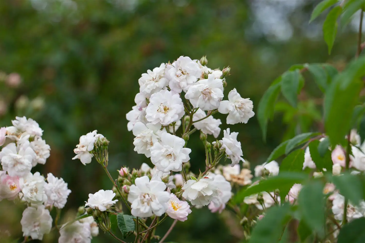 Rosa 'Paul's Himalayan Musk' - 4 Ltr pot