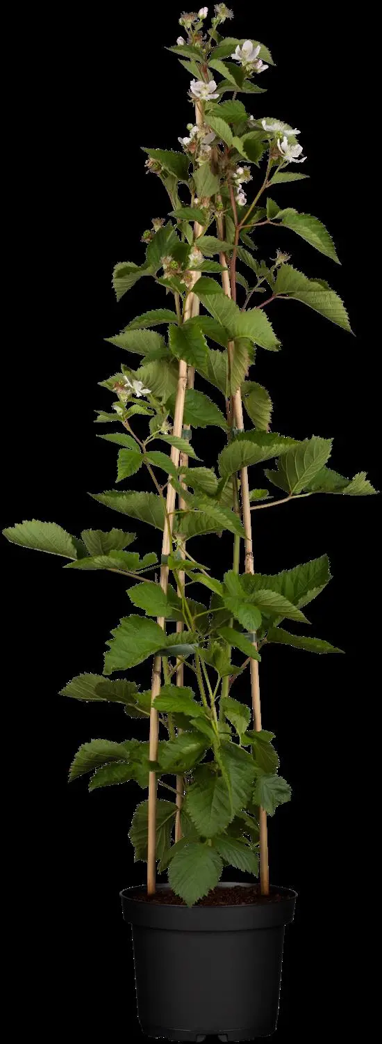 Rubus frut. 'Navaho' - 2 Ltr, 3 canes