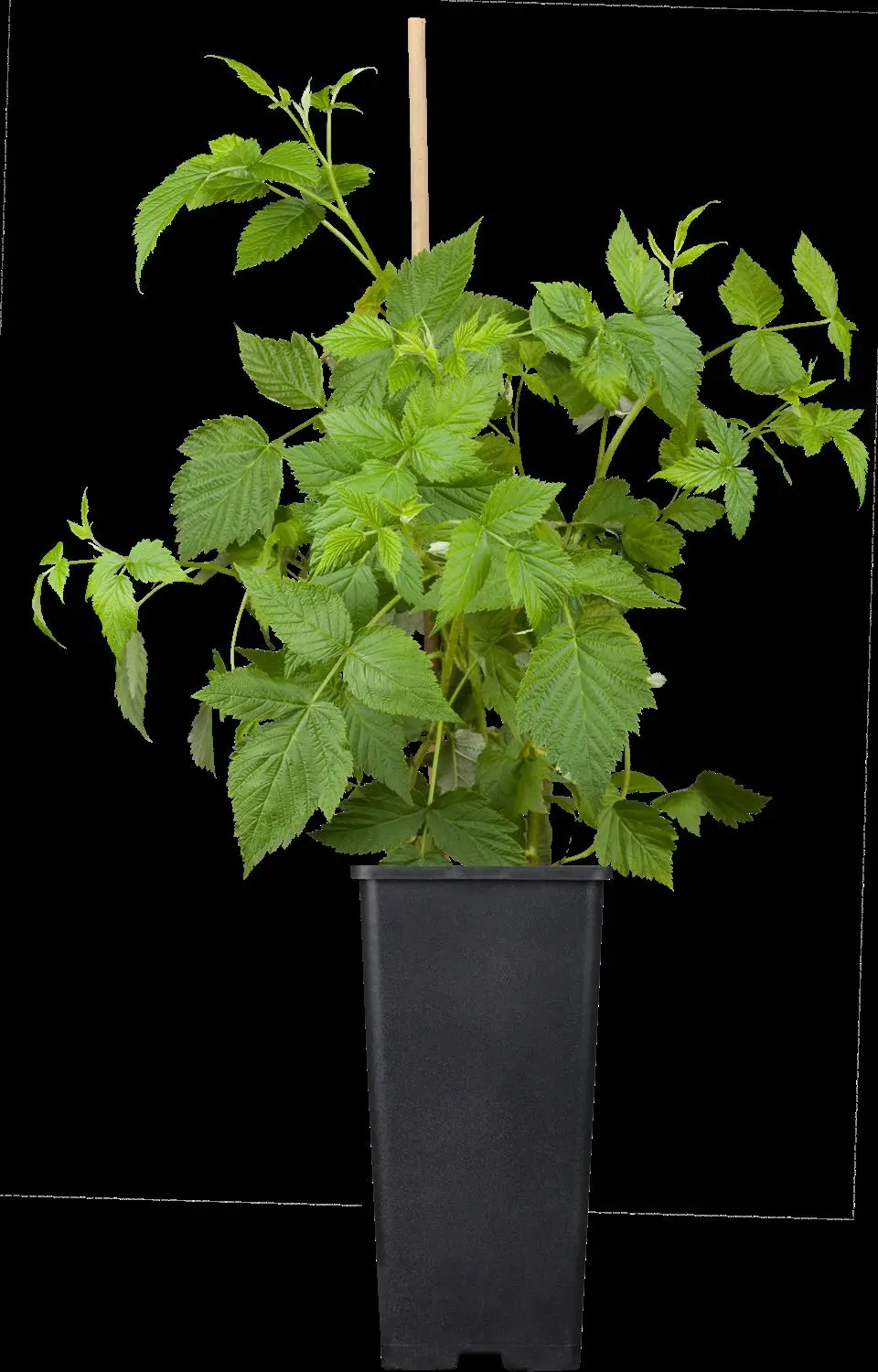 Rubus idaeus 'Malling Promise' - 3 Ltr pot